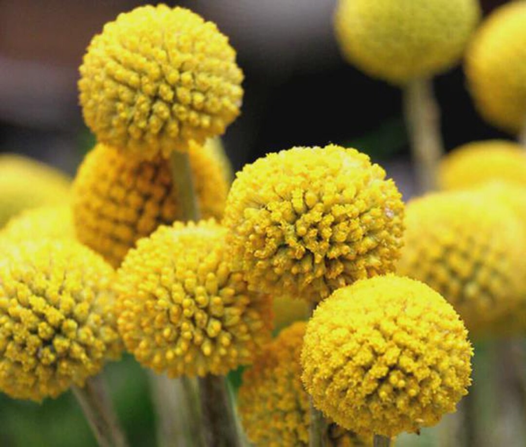 Billy Button Flower Seeds AUSTRALIAN NATIVE FLOWERS Home Flower Garden ...
