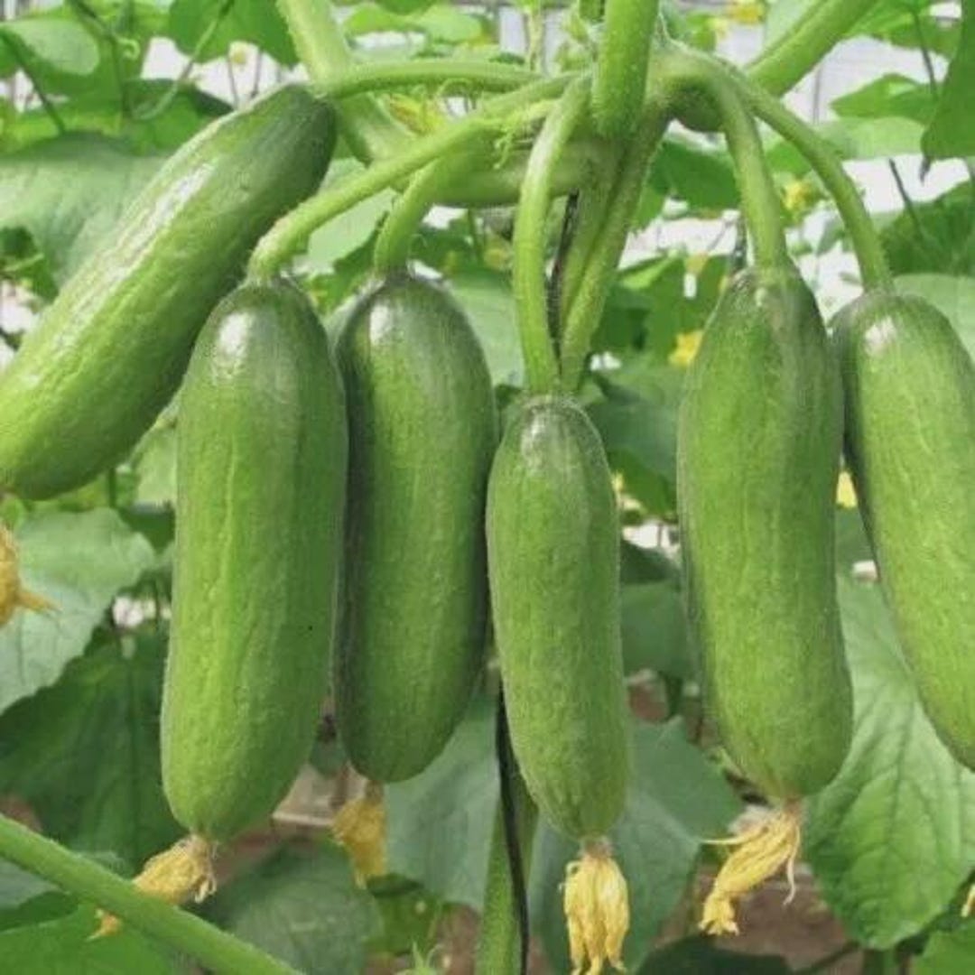 Mini Lebanese Cucumber Seeds Vegetable Seeds Hybrid Mini Munch Cucumber ...