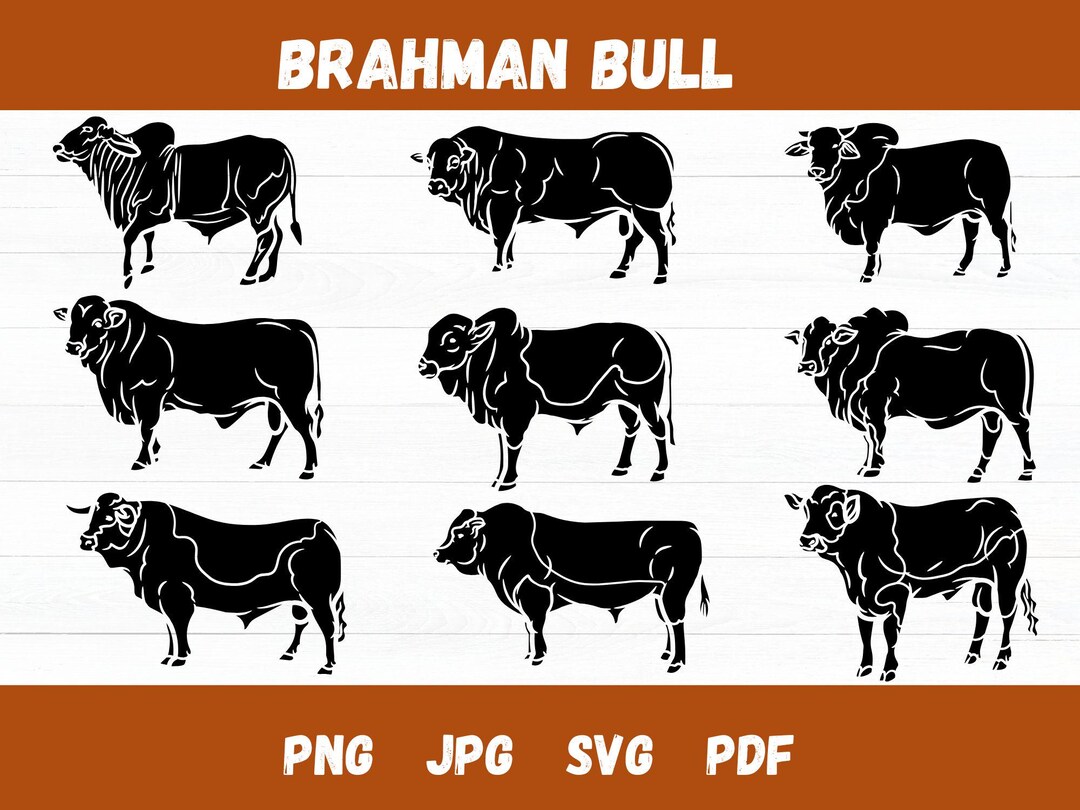 Brahman Bull Svg, Brahman Bull Silhouette, Brahman Bull Vector, PDF ...