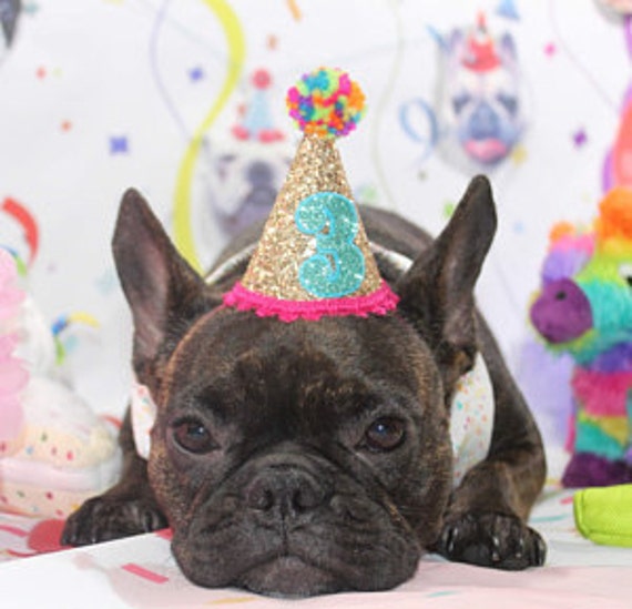 Dog Birthday Party Hat Custom Birthday Hat Miniature Party | Etsy