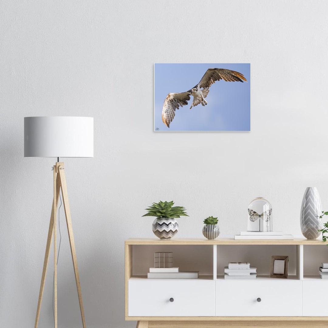 Osprey Artwork Poster: Elevate Your Space With This Striking Fine Art ...
