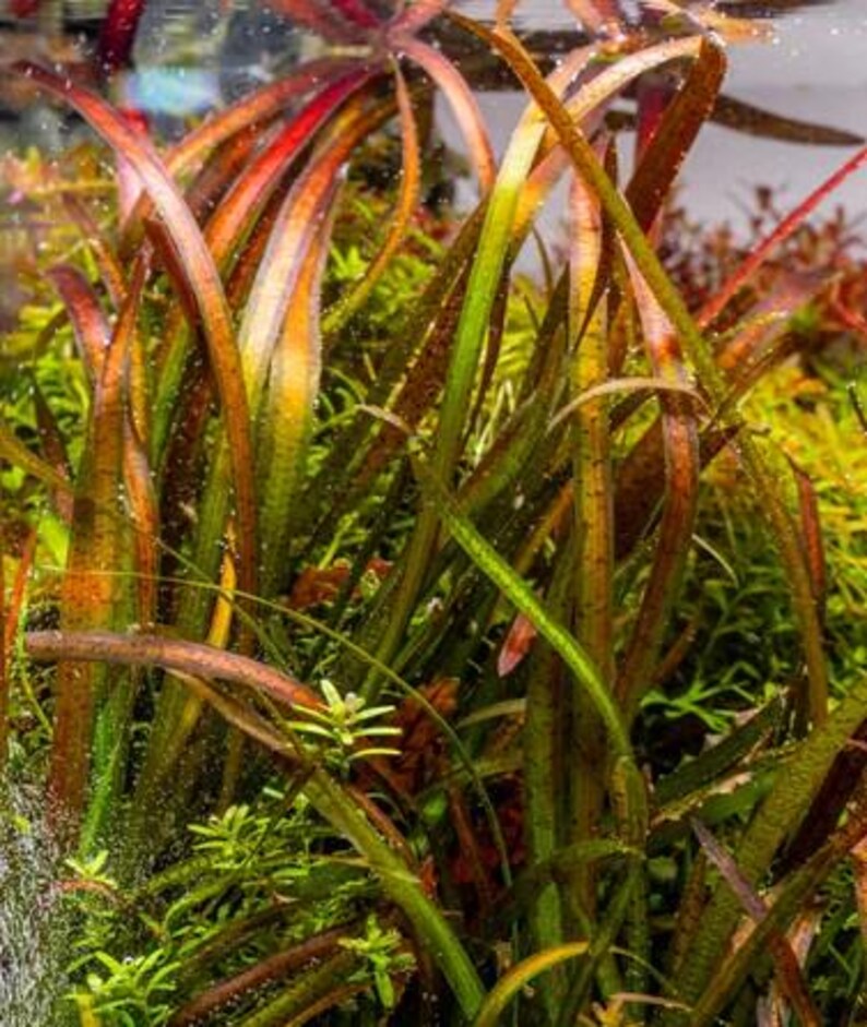 Vallisneria Gigantea Rubra Aka Red Jungle Val Fish Tank Plant BUY 2 GET ...