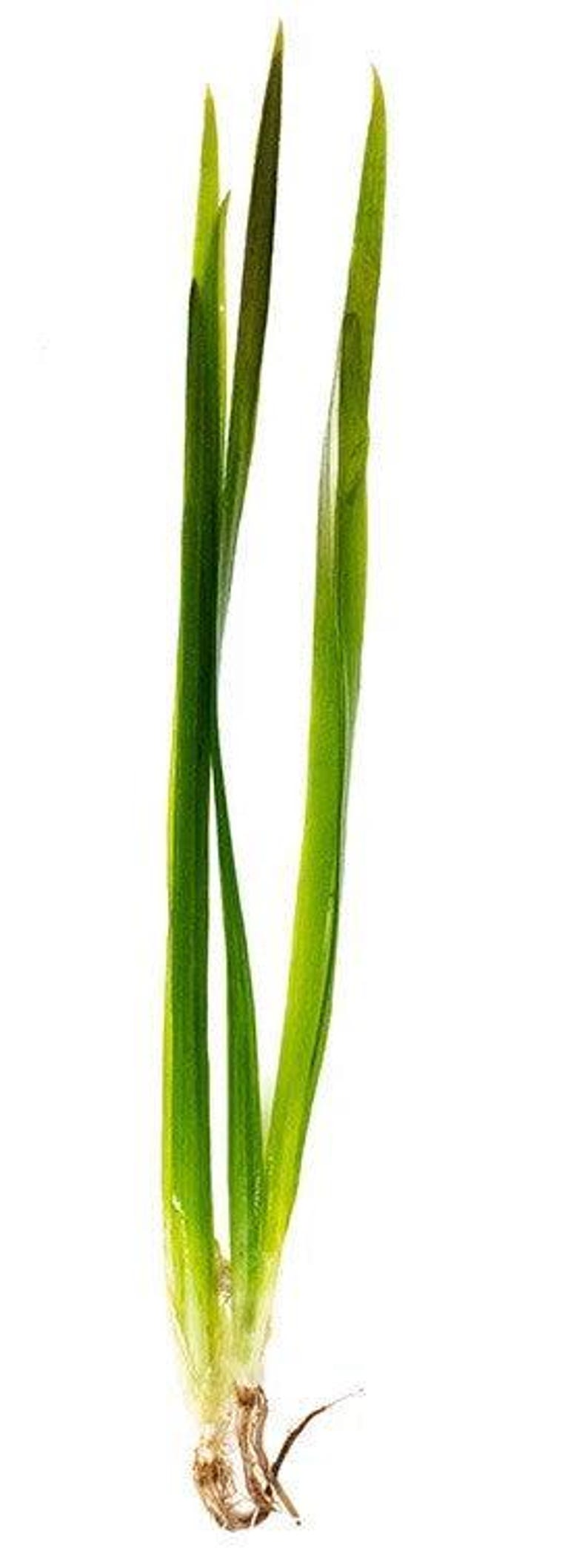 Vallisneria Gigantea Rubra Aka Red Jungle Val Fish Tank Plant BUY 2 GET ...