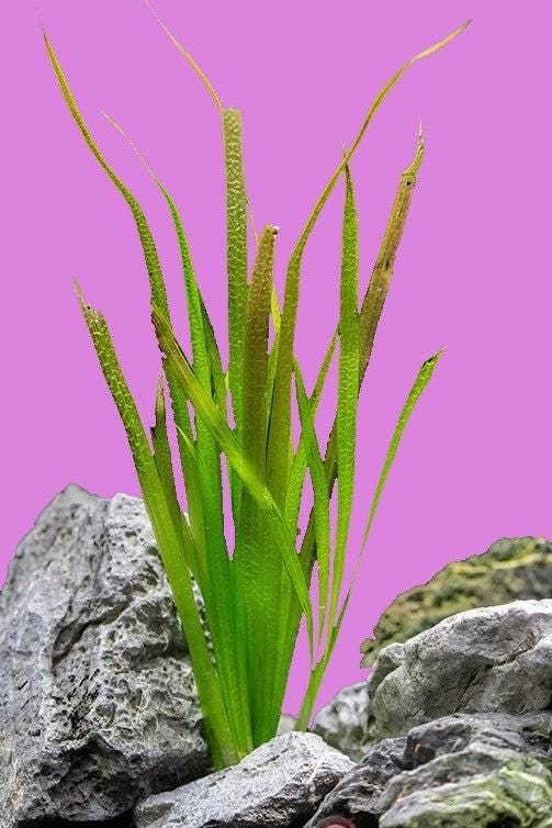 Vallisneria Gigantea Rubra Aka Red Jungle Val Fish Tank Plant BUY 2 GET ...