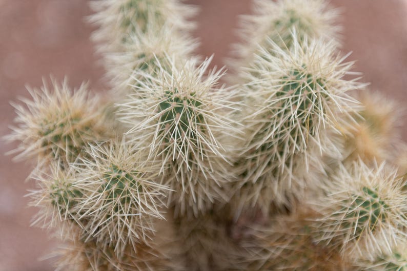 Teddy Bear Cholla Cactus Arizona Wall Art Macro Photography Print - Etsy