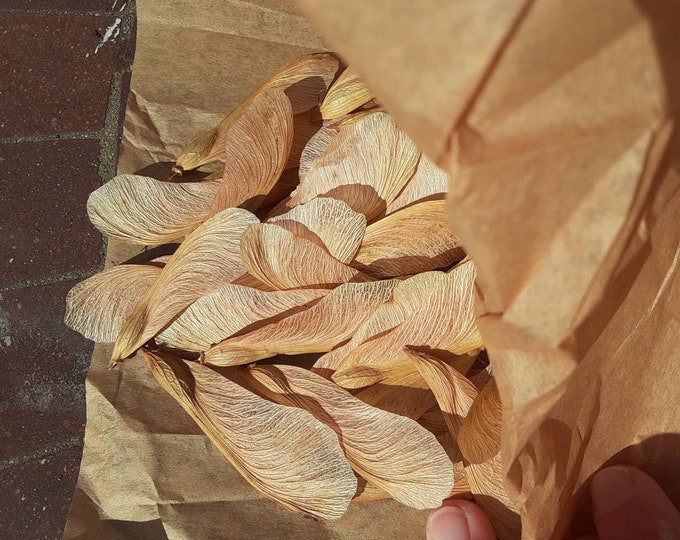 Helicopter Seed Necklace, Forget Me Not Flower, Nature Jewelry, Maple ...