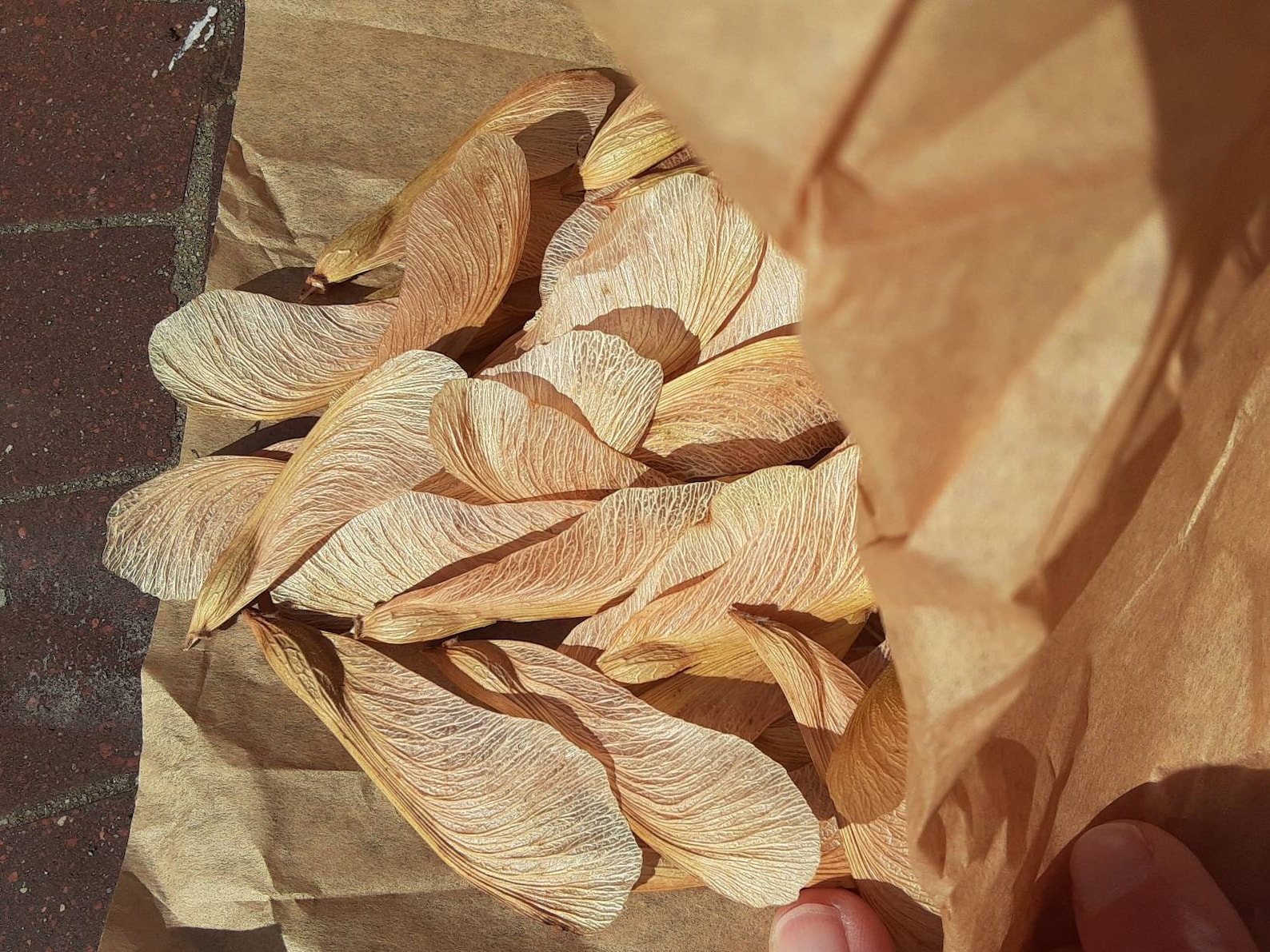 Natural Maple Helicopter Seeds for Decor, Crafts, Confetti 100 Pieces ...