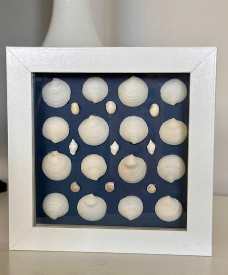 Coastal Treasure Shadowbox | Buttercup Lucine & Dosinia Shell Display ...
