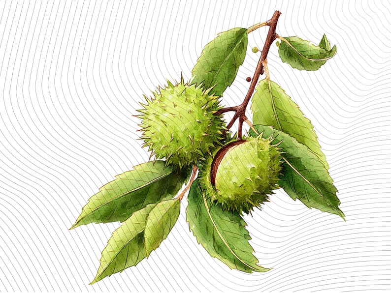 20 Chestnut Tree Clipart | Botanical Tree, Burrs, Leaves PNG ...