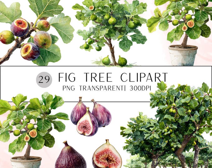 Watercolor Fig Clipart: Fruit Images for Crafts (JPG Digital Download ...