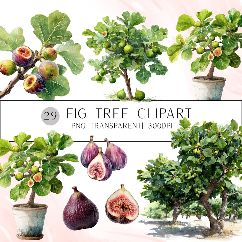 Fig Tree Paintings - Etsy