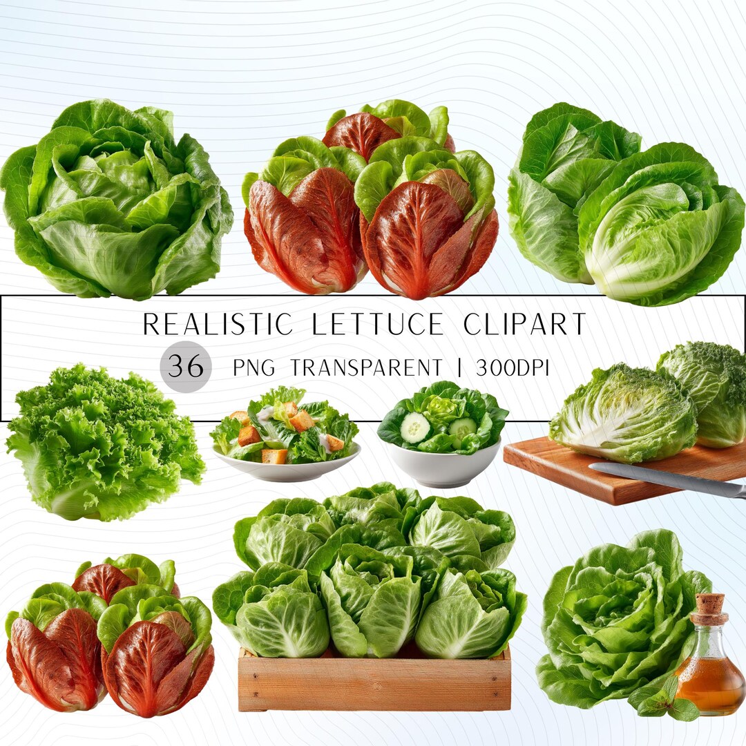 36 Realistic Lettuce Clipart Bundle| PNG Transparent Background - Etsy