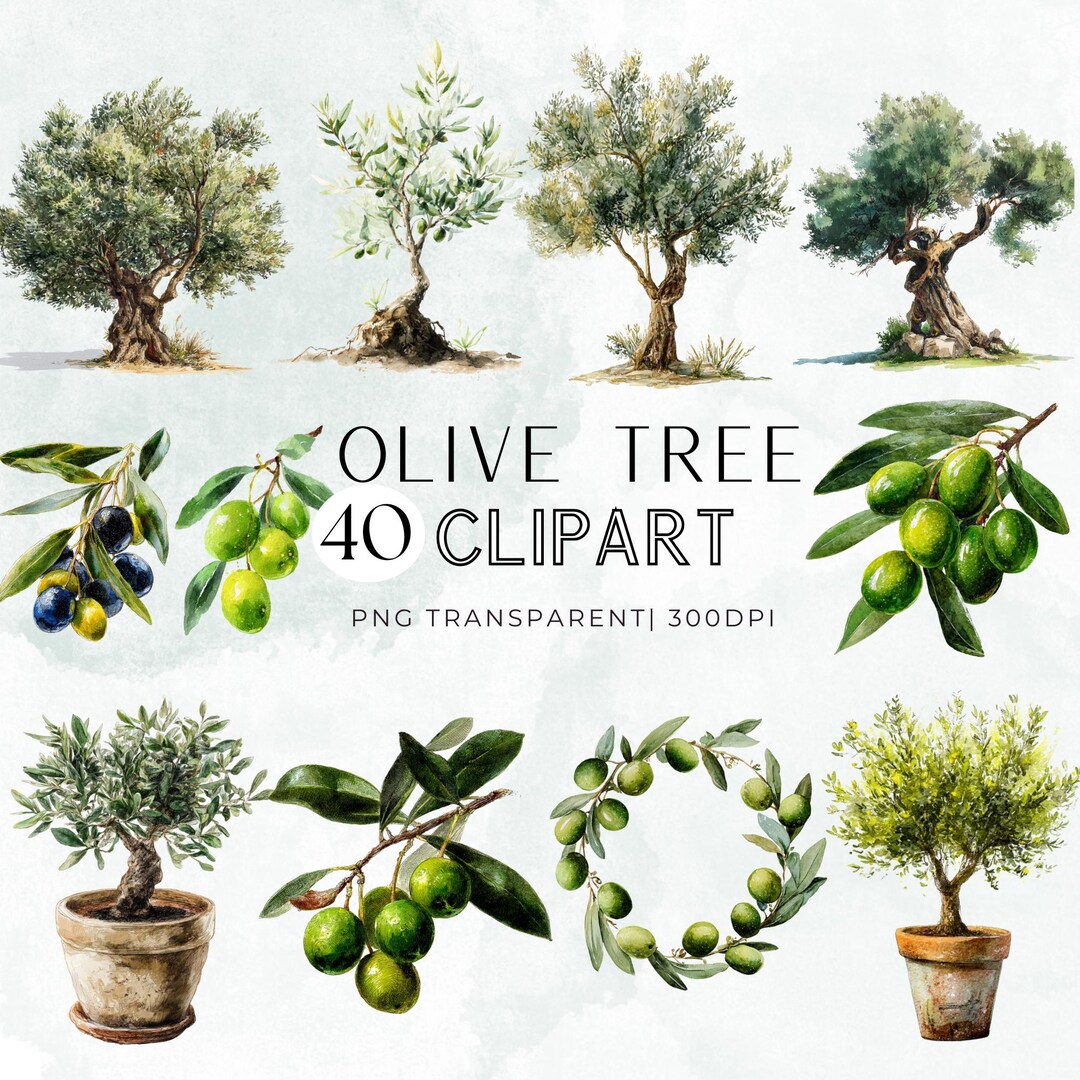 40 Olive Tree Clipart Bundle | Watercolor Olive Branch, Leaves & Fruit ...