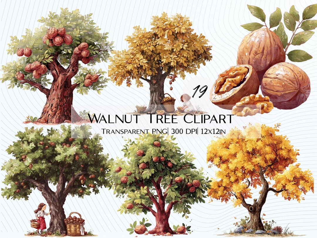 22 Walnut Tree Clipart Bundle | Branch, Whole & Cracked Nuts Set PNG ...