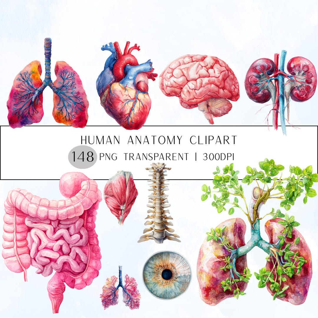 148+58 Human Organs Clipart| Anatomy Clipart PNG (digital Download) - Etsy