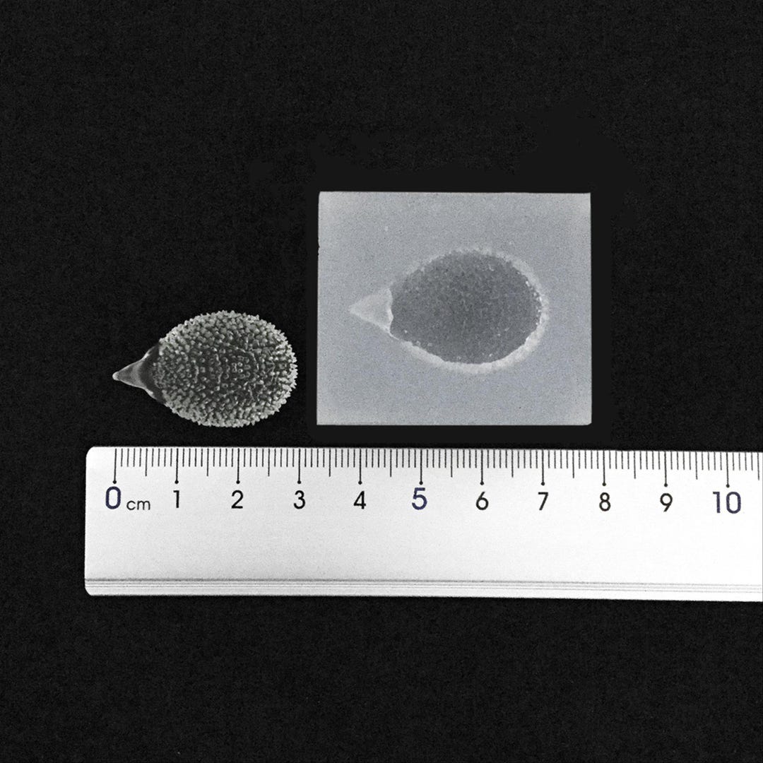 Clear Silicone Mold – 3D Hedgehog | Compatible With UV & Epoxy Resin ...