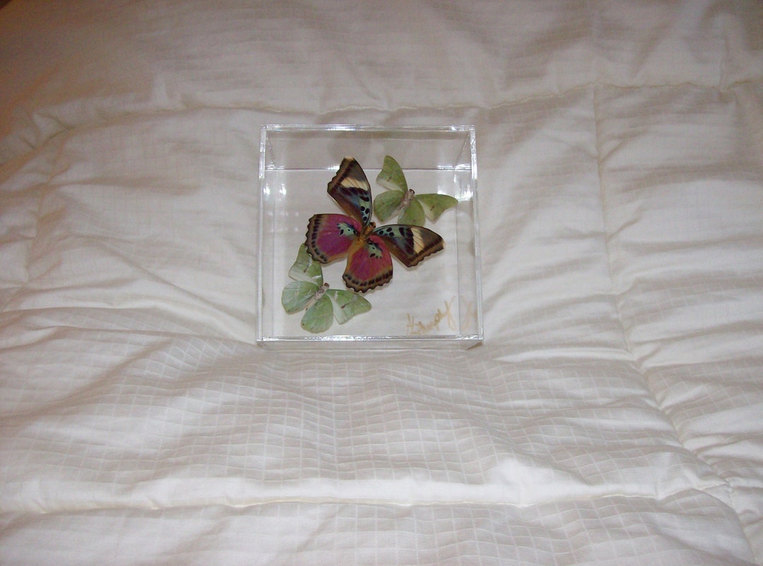 Real Rare and Colorful Center Butterfly With Two Mint Green Accents - Etsy