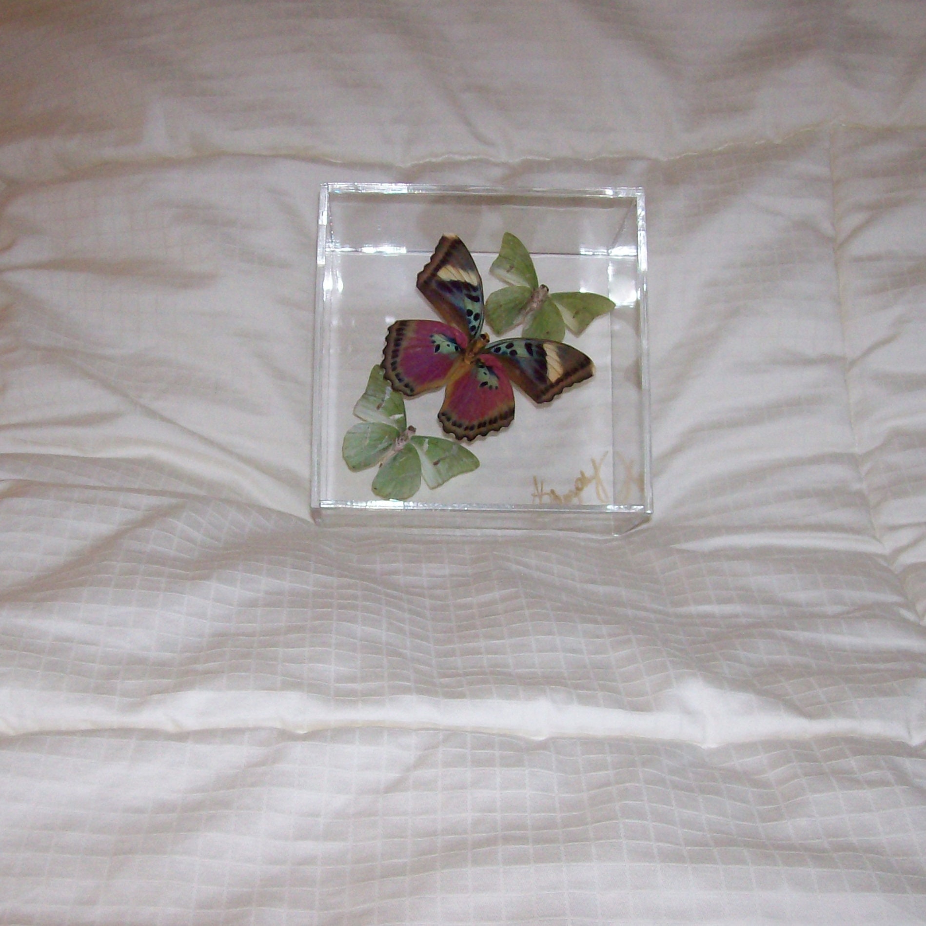 Real Rare and Colorful Center Butterfly With Two Mint Green Accents - Etsy