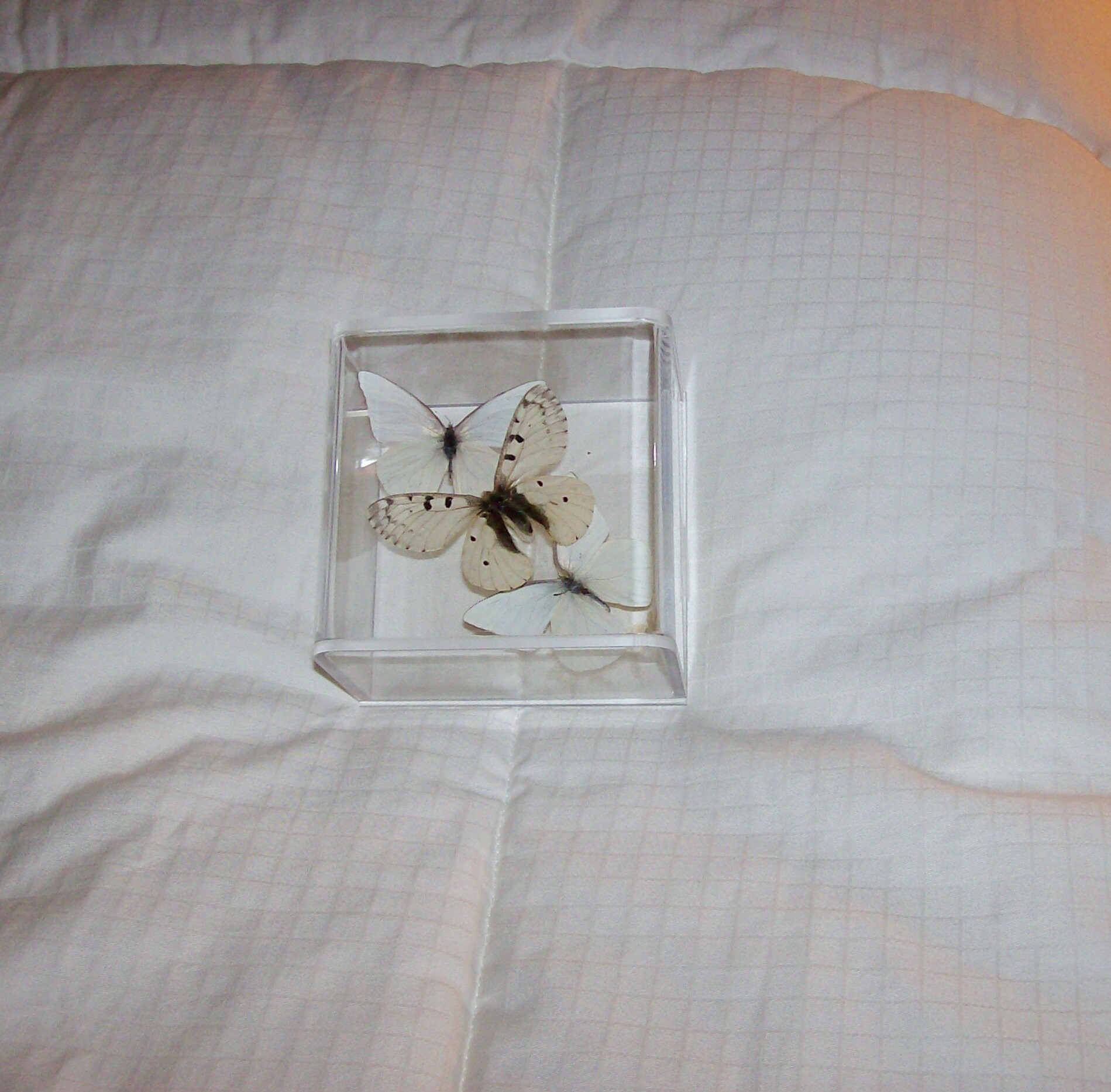 Real Adorable off White Center Butterfly Mounted With Two Snow White ...