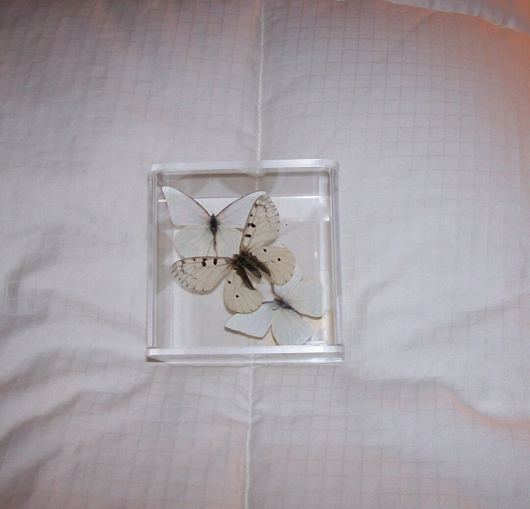 Real Adorable off White Center Butterfly Mounted With Two Snow White ...
