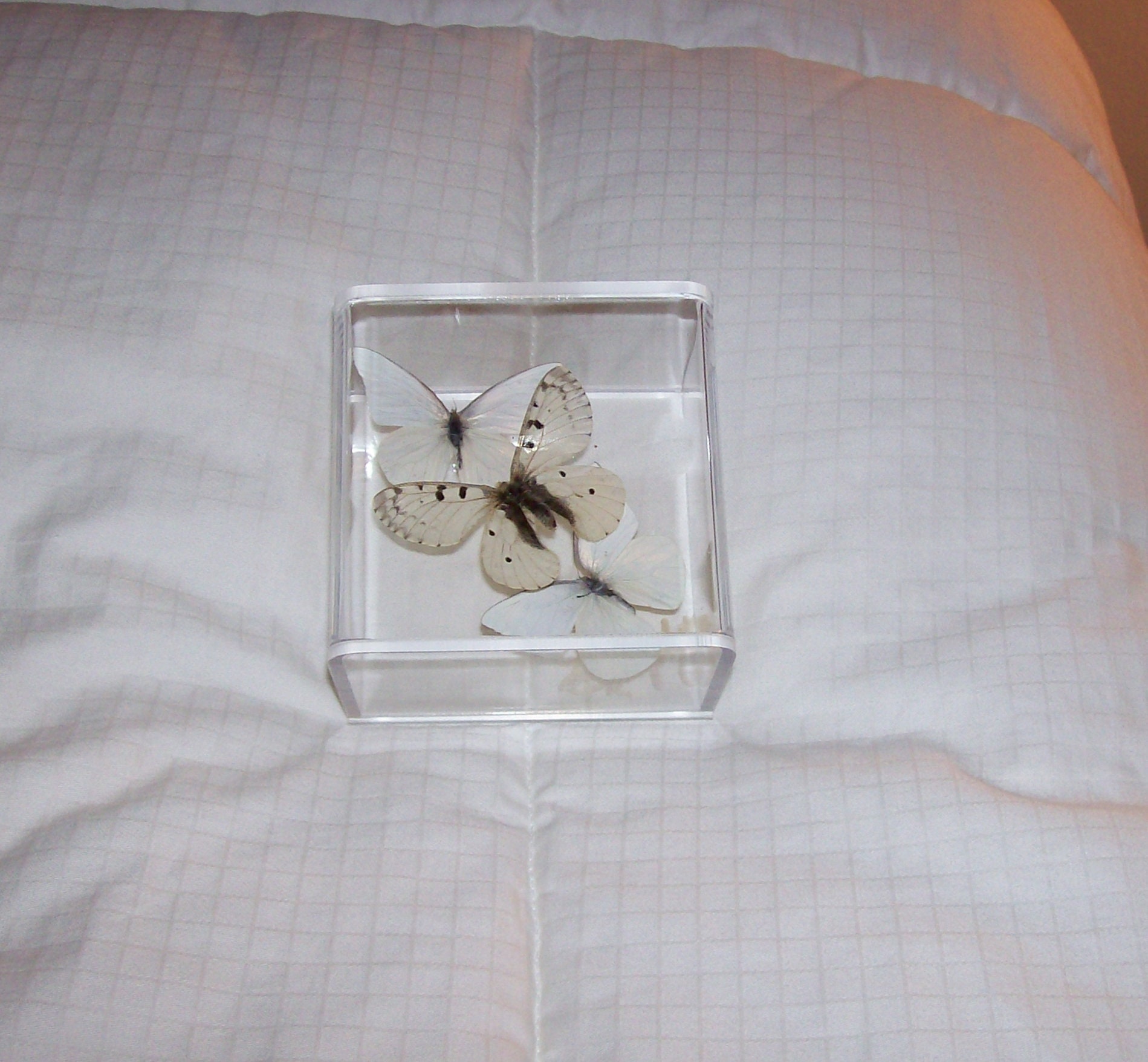 Real Adorable off White Center Butterfly Mounted With Two Snow White ...