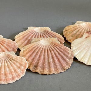 4 Irish Flat Scallop Shell Plates or Natural Ocean Seashells Coastal ...
