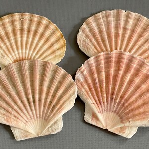 4 Irish Flat Scallop Shell Plates or Natural Ocean Seashells Coastal ...