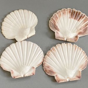 4 Irish Flat Scallop Shell Plates or Natural Ocean Seashells Coastal ...