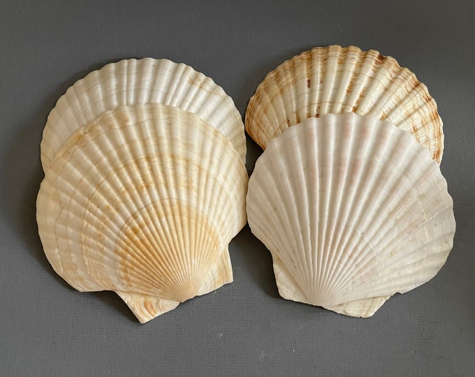 Vintage Sea Shell Appetizer Plates Set of 4 LARGE Scallop Shells or ...