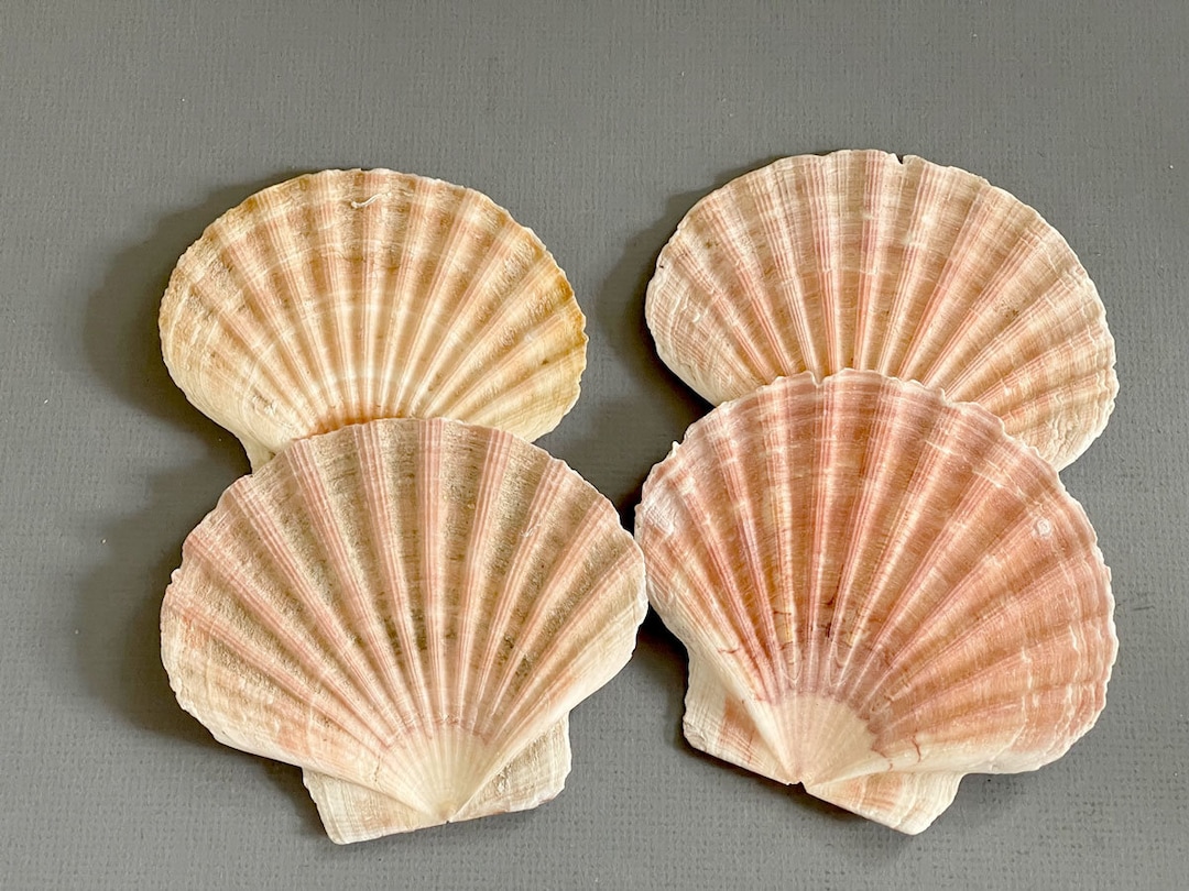 4 Irish Flat Scallop Shell Plates or Natural Ocean Seashells Coastal ...
