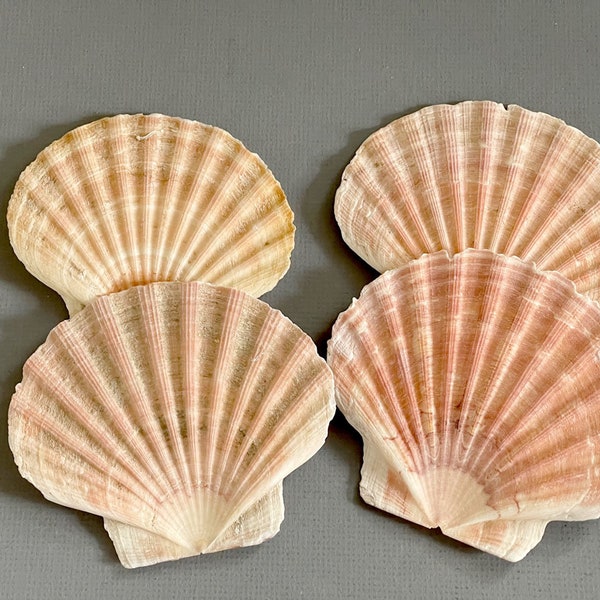 Irish Flat Scallop Shell - Etsy