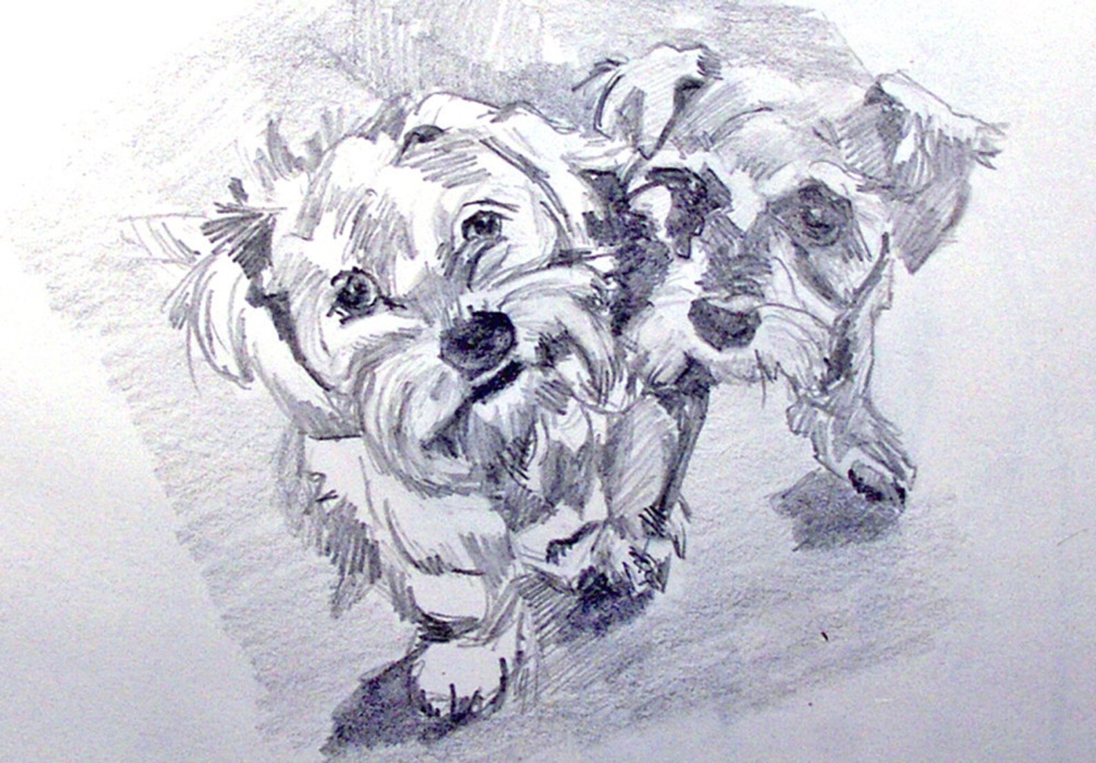 Custom Pet Portrait Graphite on Paper - Etsy