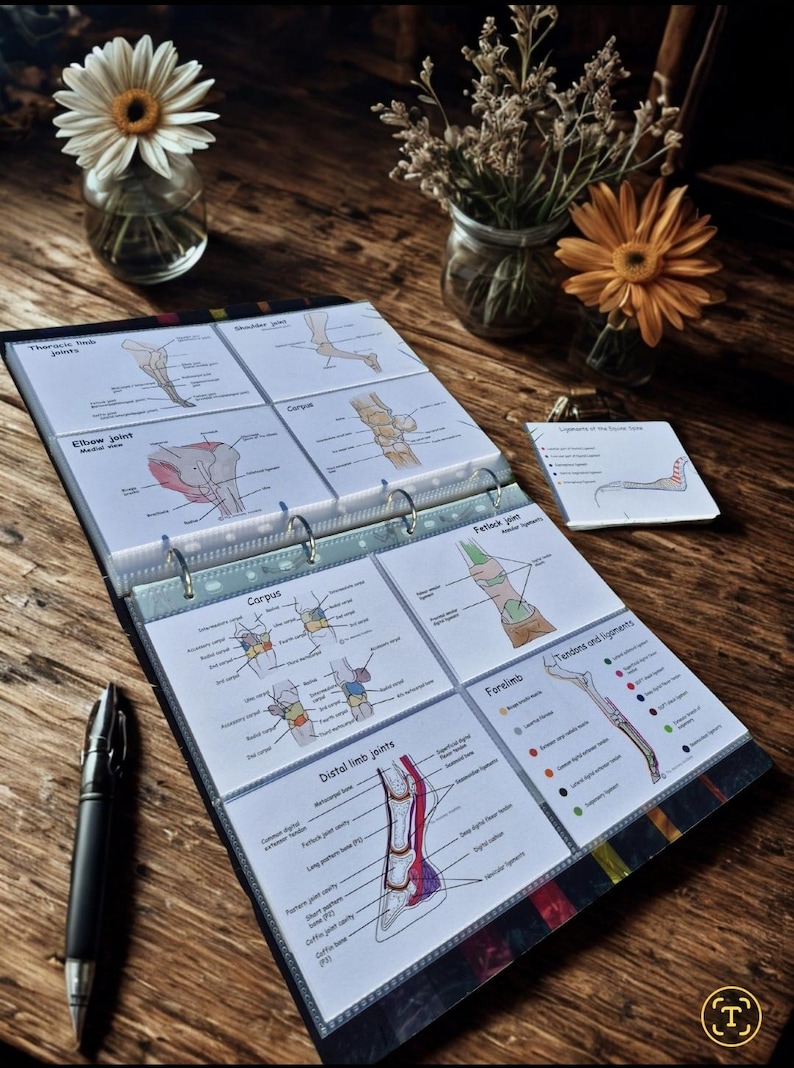 Equine Anatomy Flashcard/diagram Folder Bundle. Muscles/joints/tendons ...