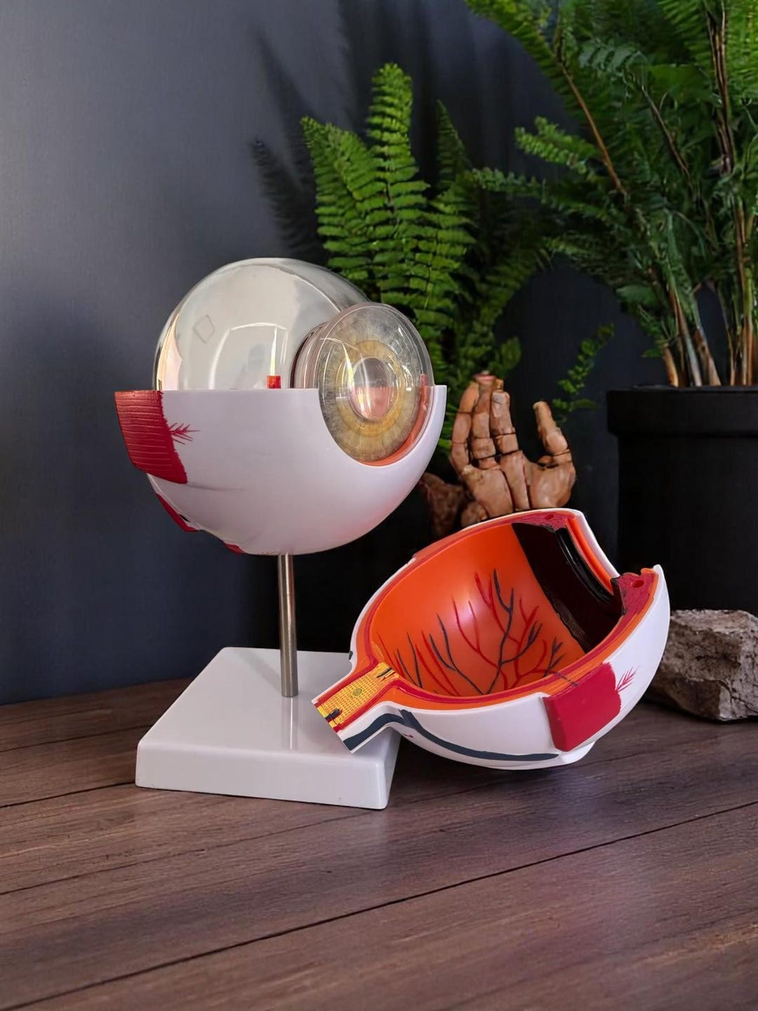 Unique Handmade Anatomy Human Eye Model — Enlarged 6x Eyeball With ...