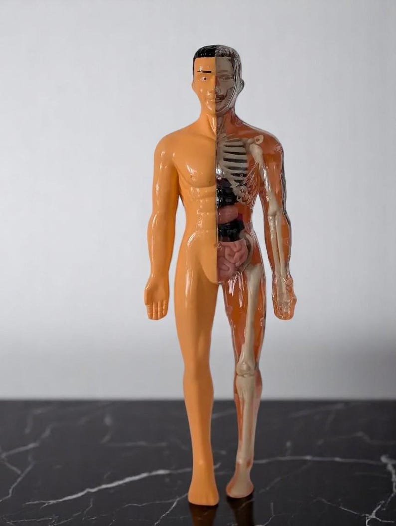 Human Anatomy Model Kit – 30-piece Removable Torso & Skeleton Medical Organ Model for Classroom ...