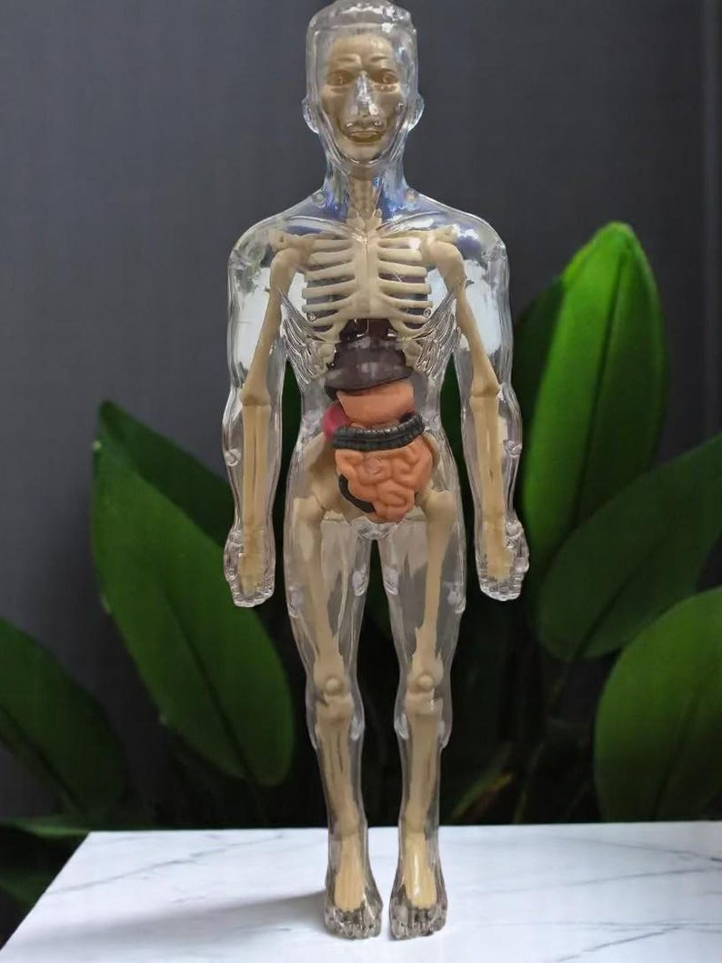 Human Anatomy Model Kit – 30-piece Removable Torso & Skeleton Medical Organ Model for Classroom ...