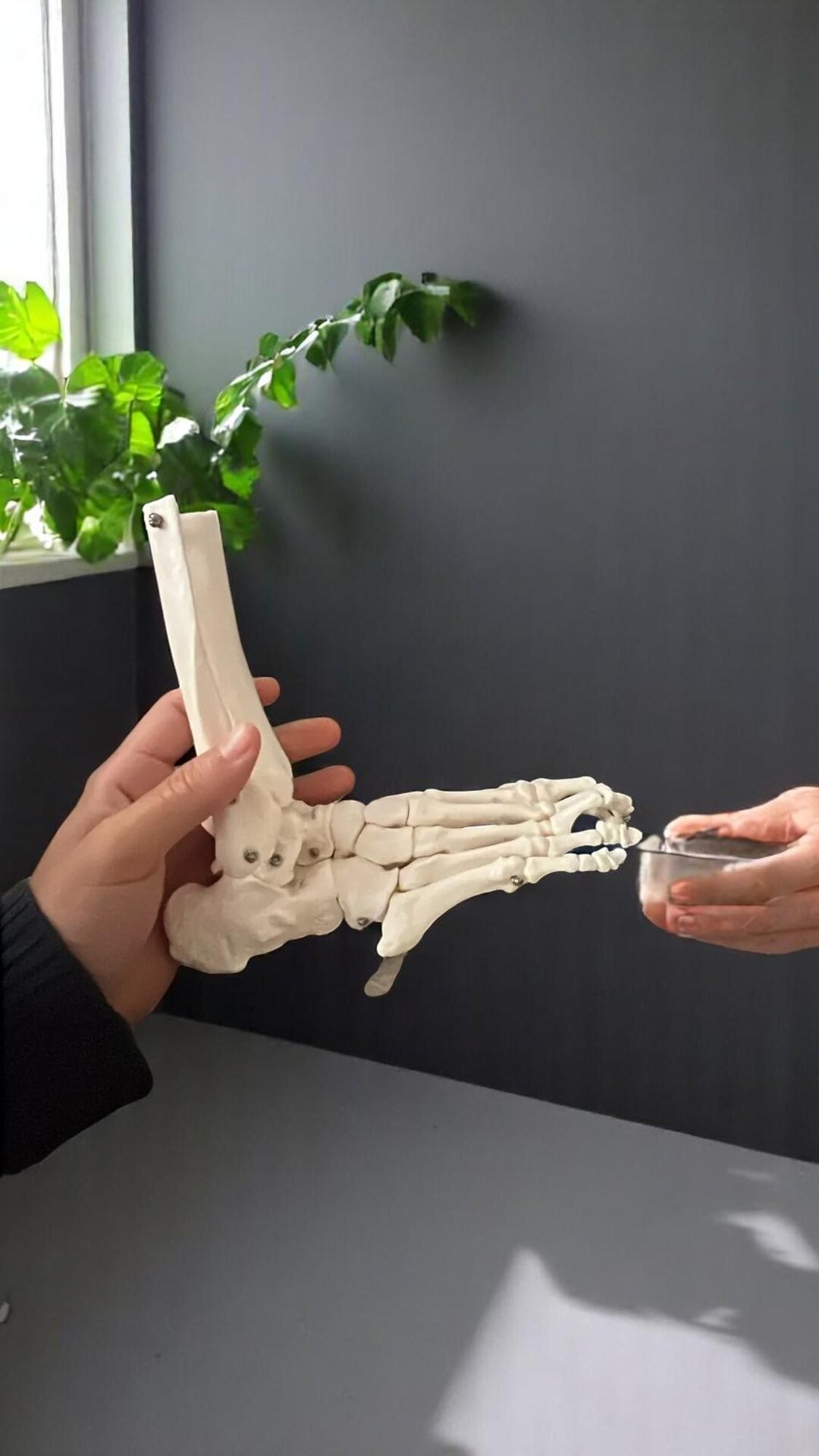 Handmade Life-size Foot & Ankle Skeleton Model—anatomical Bone Replica ...