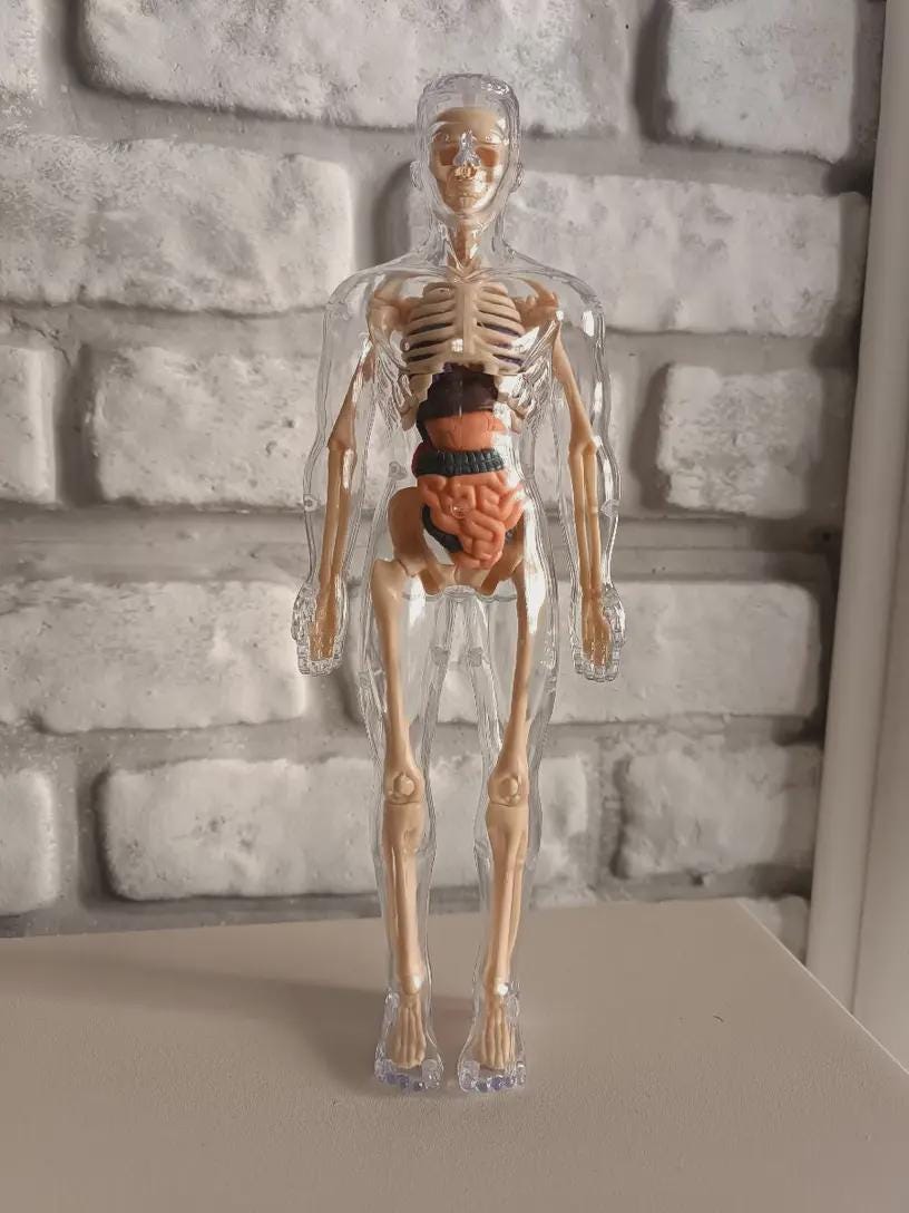 Human Anatomy Model Kit – 30-piece Removable Torso & Skeleton Medical Organ Model for Classroom ...