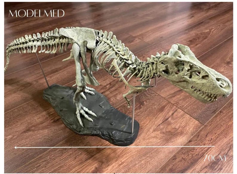 Anatomy Dinosaur Skeleton Model 70cm — Handmade Unique T-rex Jurassic ...