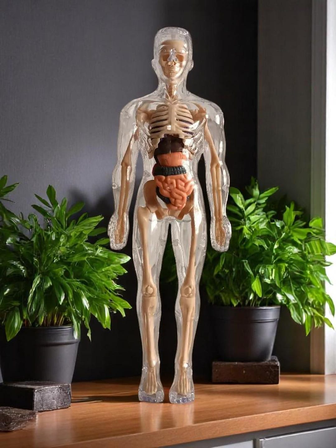 Human Anatomy Model Kit – 30-piece Removable Torso & Skeleton Medical Organ Model for Classroom ...