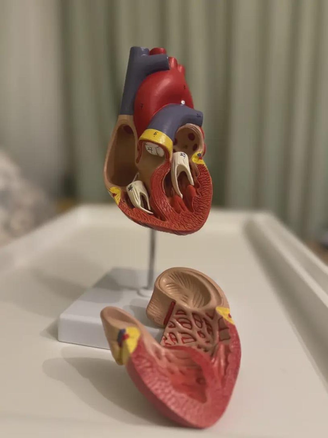 Anatomy Human Heart Model—unique Handmade Life-size Anatomically ...