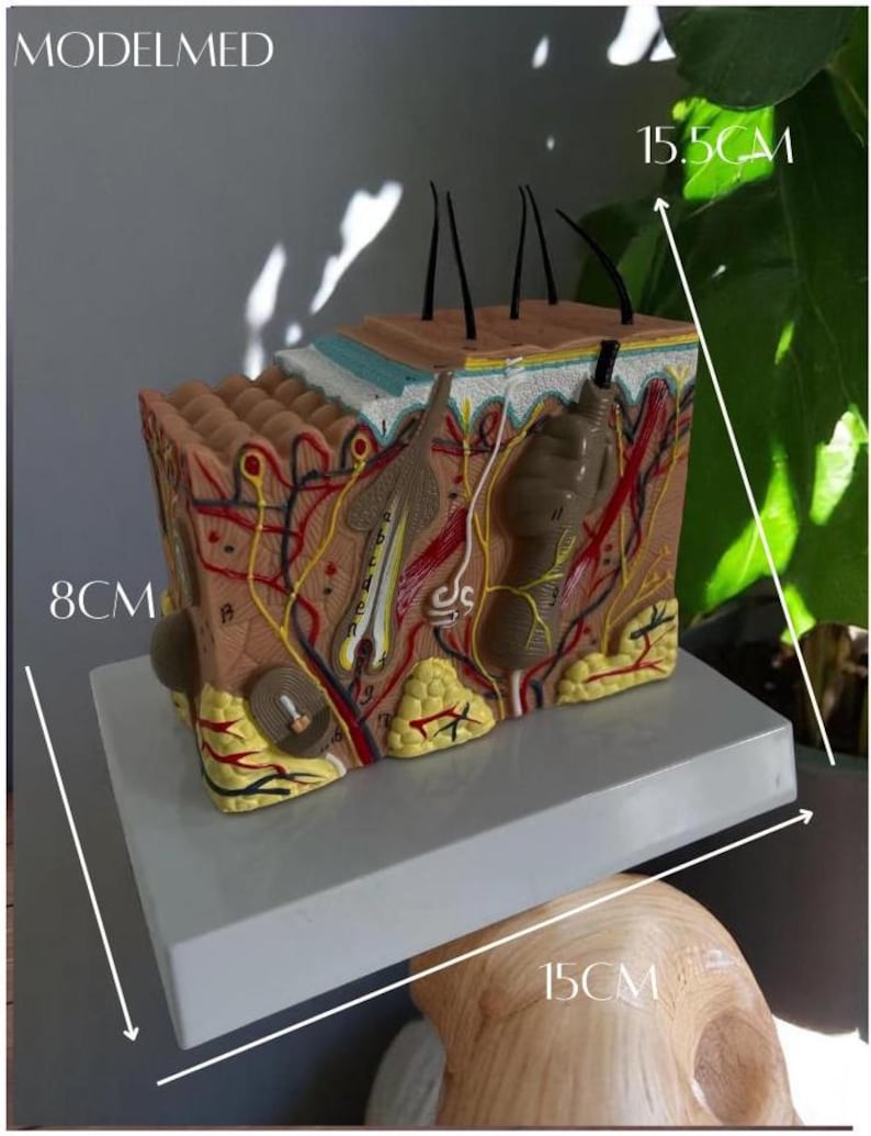 Unique Handmade Human Anatomy Skin & Hair Structure Model — Enlarged ...