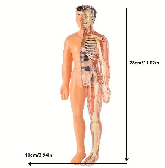 Human Anatomy Model Kit – 30-piece Removable Torso & Skeleton Medical Organ Model for Classroom ...