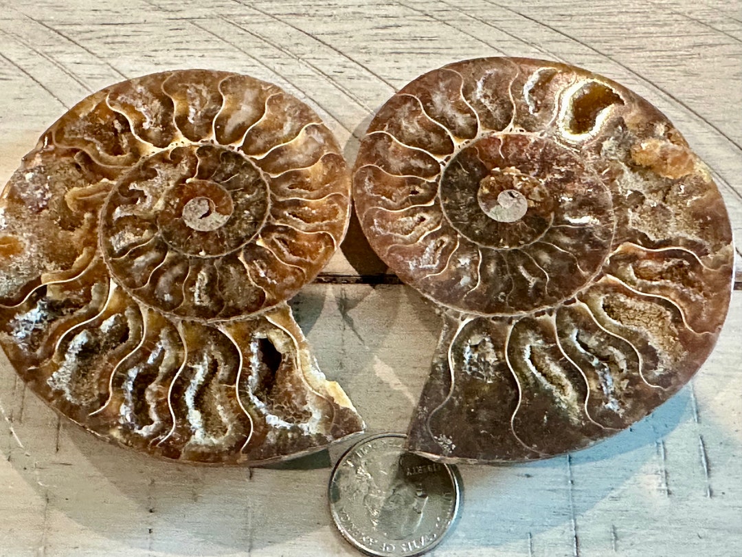 Large Ammonite Shells - Etsy