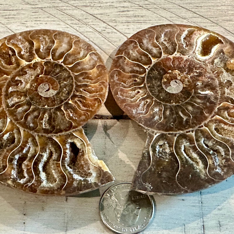 Ammonite Shell - Etsy