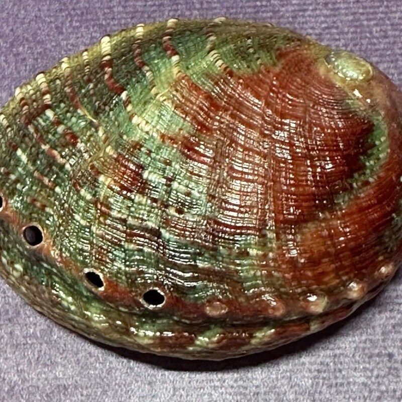 Abalone Shell - Etsy