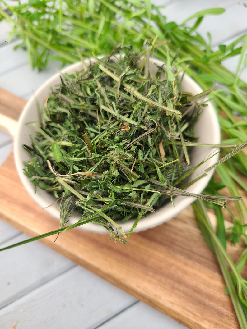 Dried Cleavers - 2025 Season - Galium Aparine - USA Grown - Etsy