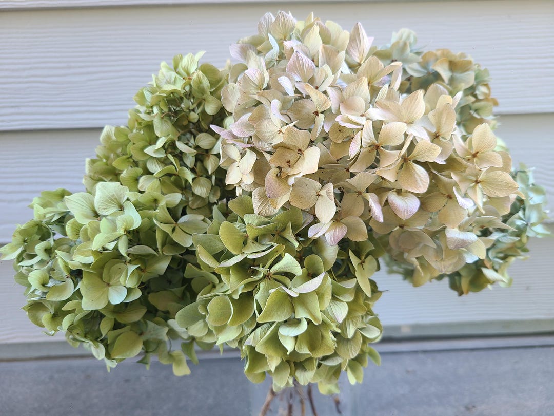 Dried Hydrangea Flowers and Stems - Bouquet - Rustic Decor - Etsy