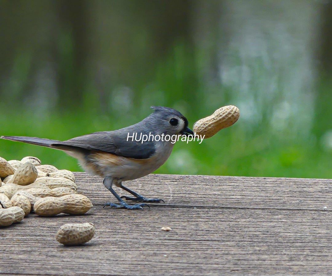 Wildlife Photography Tufted Titmouse Tufted Titmouse Photo Bird Photo ...
