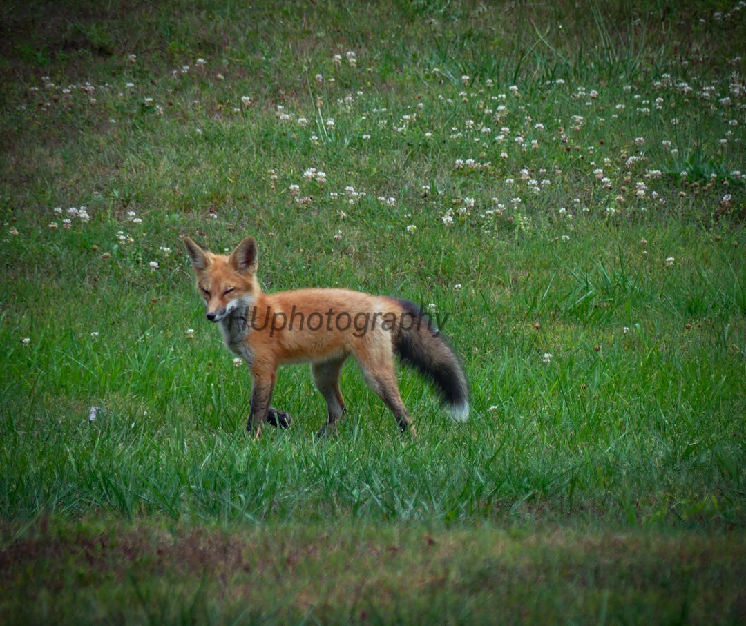 Wildlife Photography Red Fox Photo Fox Photo - Etsy